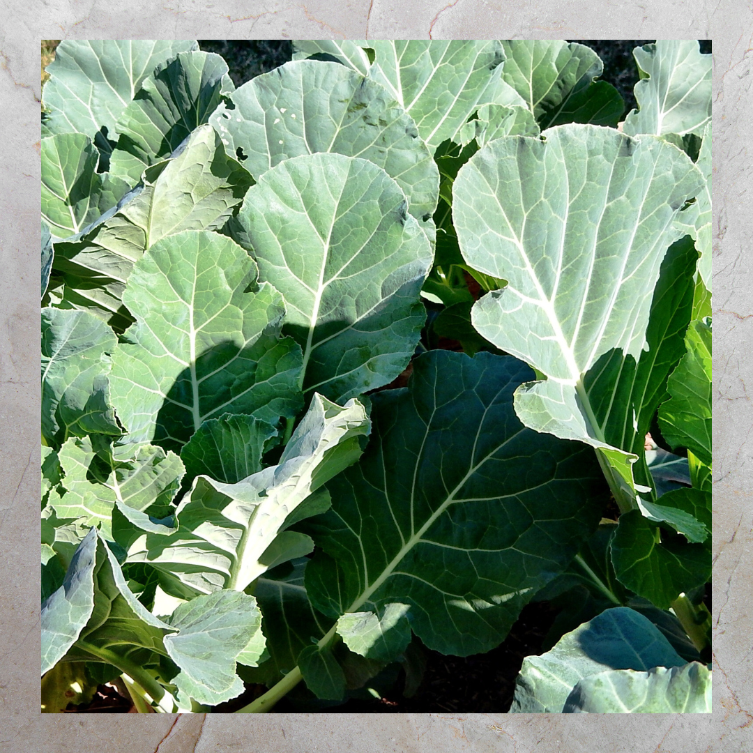 Collard Greens (Bunch) – Wisewater - Brave New World