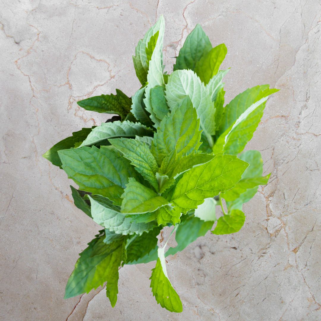 Mint (Bunch) – Wisewater Organic Farm Ltd