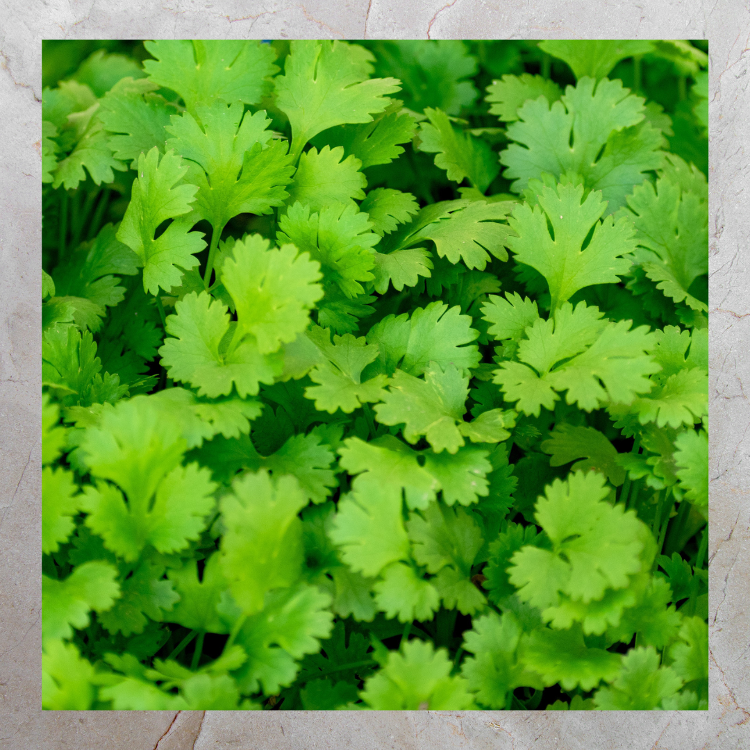 Coriander (80g) – Wisewater - Brave New World