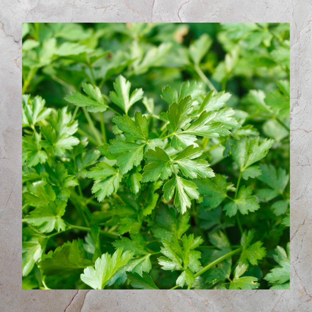 Parsley Italian (bunch) – Wisewater - Brave New World
